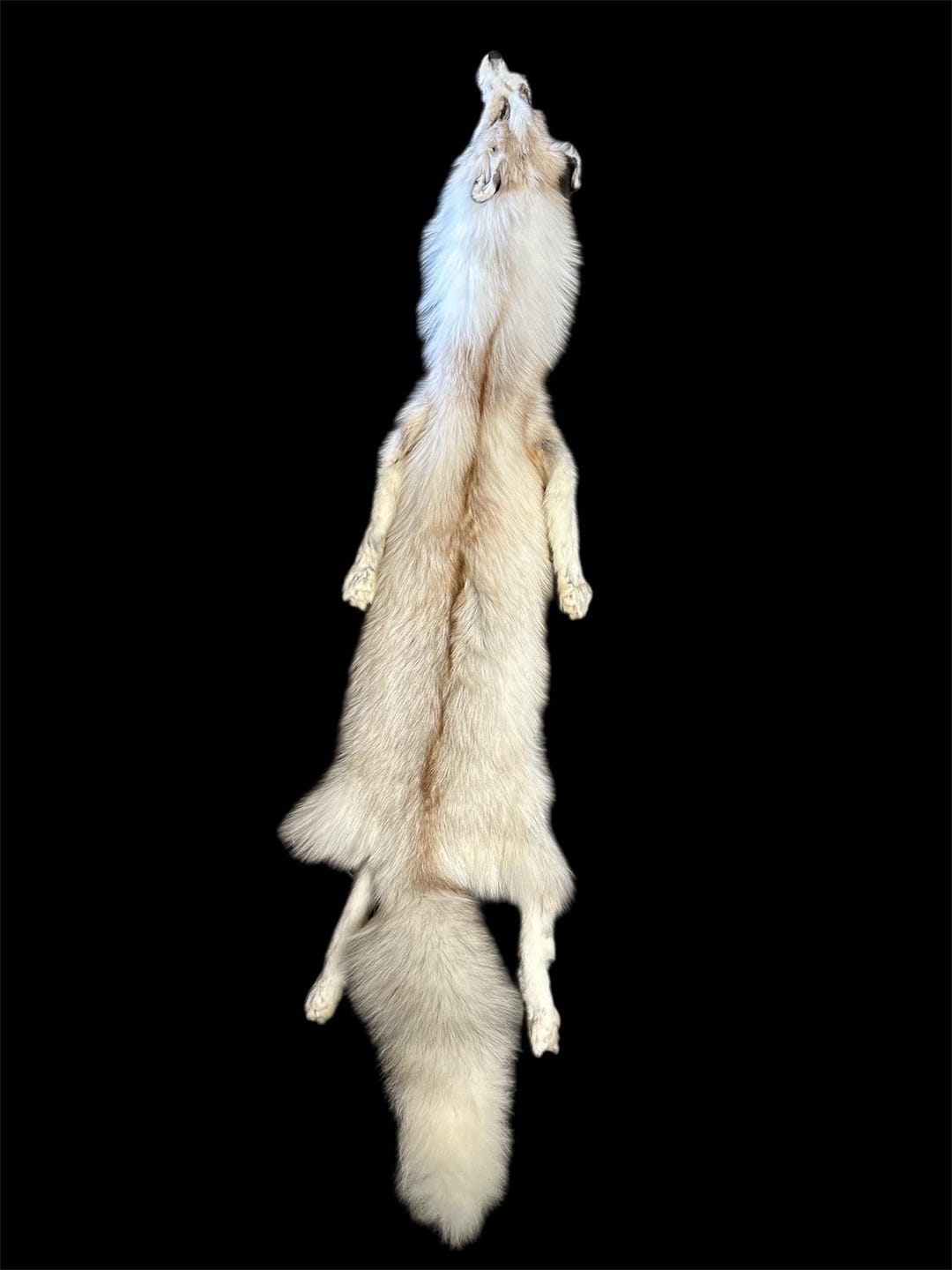 Ranch Red Platium Fox Pelt W/feet (NEW) (RRP-1) Taxidermy/soft Mounts ...