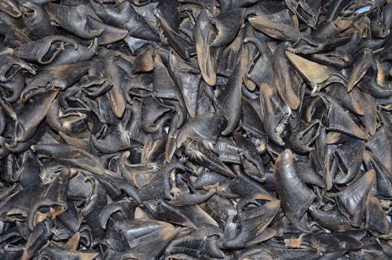 Deer Toes 2-3 Jewelry Native American Crafts Rattles - Etsy