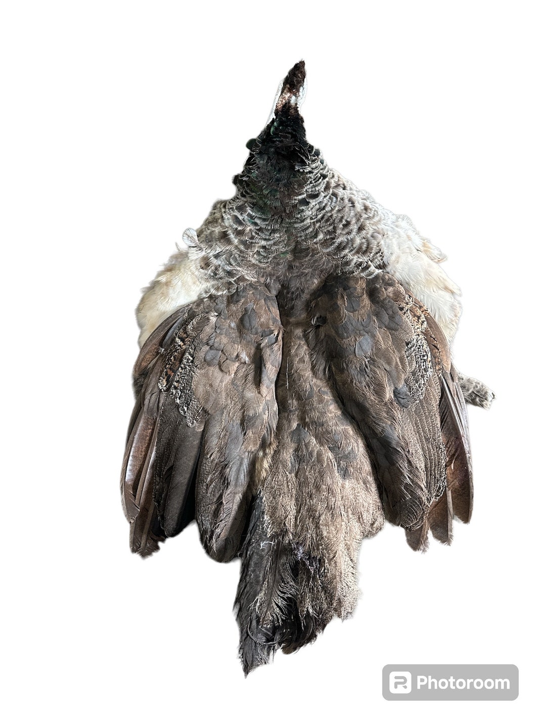 Indian Blue Hen Peacock Skin - Etsy