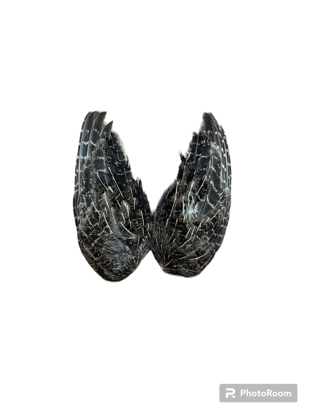 Hungarian Partridge Wing Pairs - Etsy