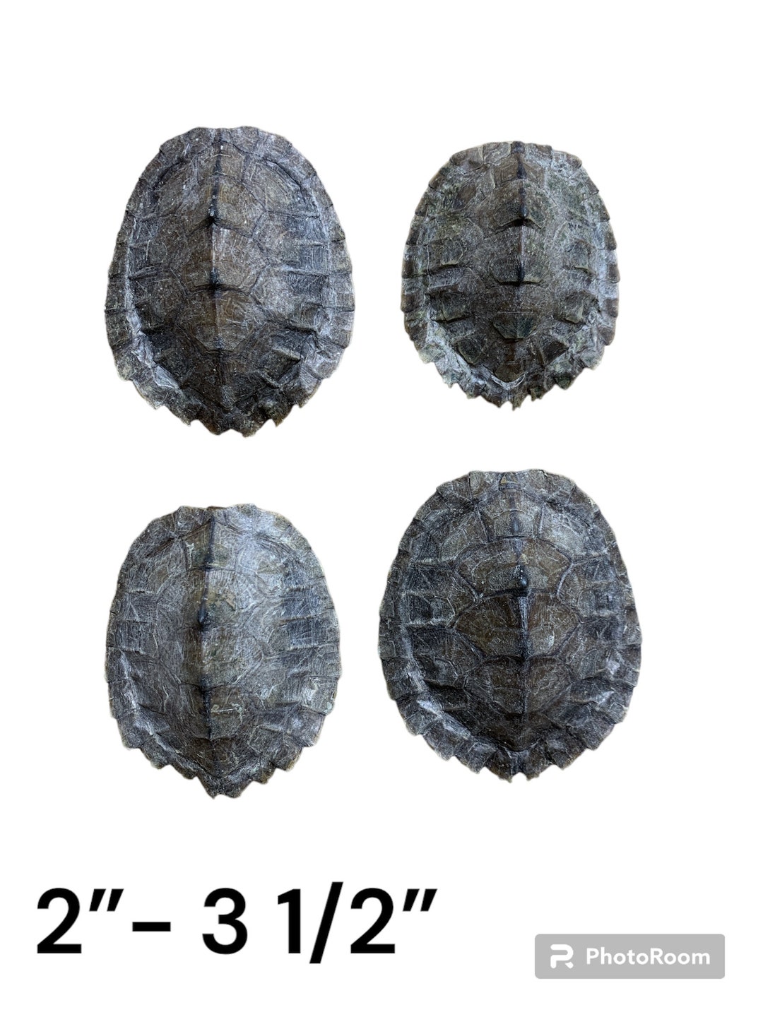 Baby Map Turtle Shells 2 3.5 Inch Sizes Available TU9 - Etsy