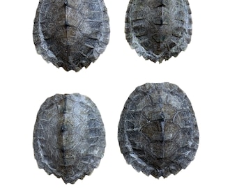 MAP Turtle Shells 3 1/2 5 1/2 Inch CHOOSE Your QUANTITY TU10 - Etsy