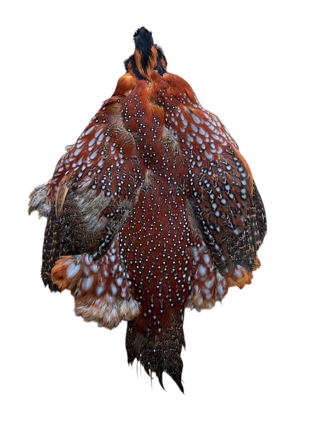 Temminck Tragopan Pheasant Skin (RARE) (TTP-6) - Etsy