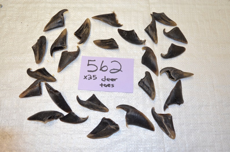 Deer Toes 2-3 jewelry Native American crafts rattles | Etsy