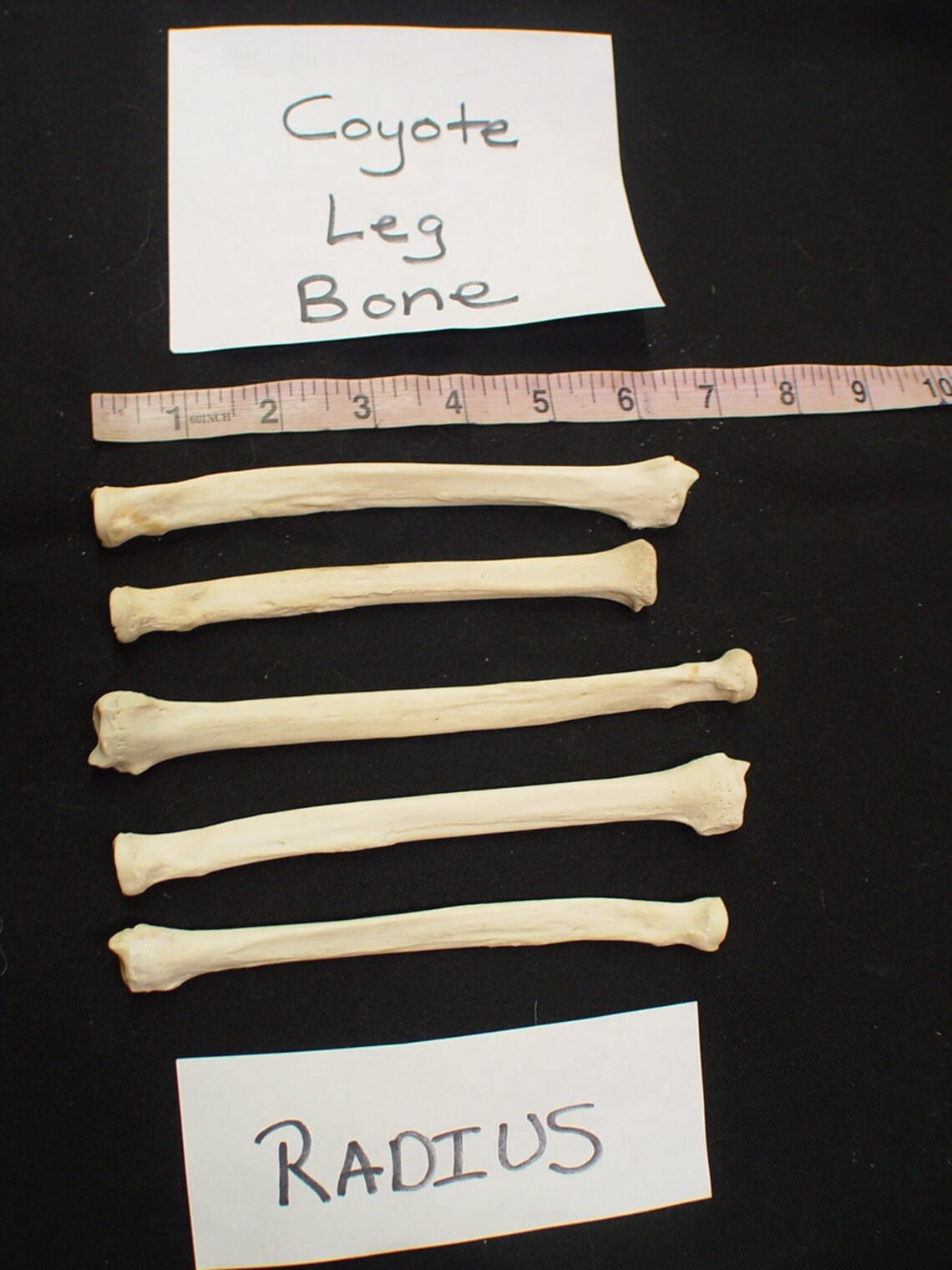 2 Coyote Leg Bone 1 Ulna and 1 Radius BN-701 | Etsy