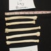 2 Coyote Leg Bone 1 Ulna and 1 Radius BN-701 - Etsy