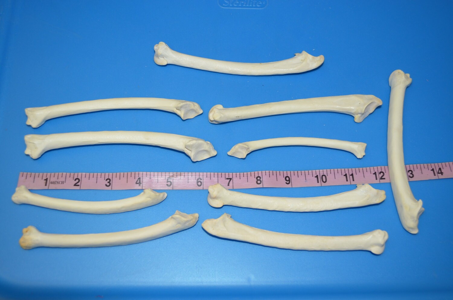 X10 Turkey ulna Wing Bones 5-7 Arts Crafts Wing Bone | Etsy