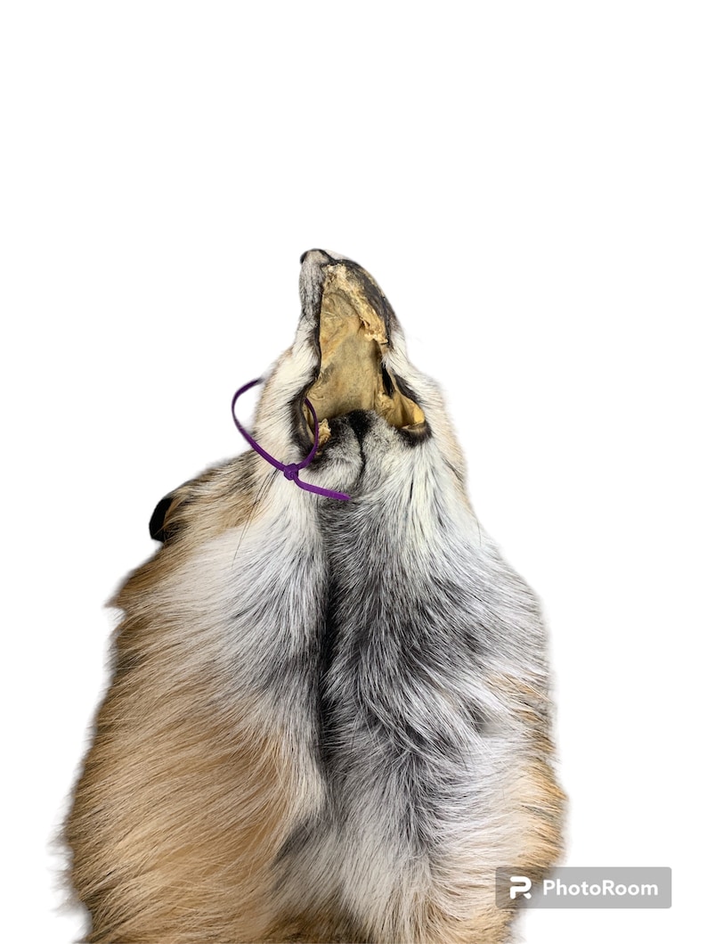 Ranch Red Fox W/feet 1 Taxidermy/soft Mounts ranchr-21 NEW - Etsy