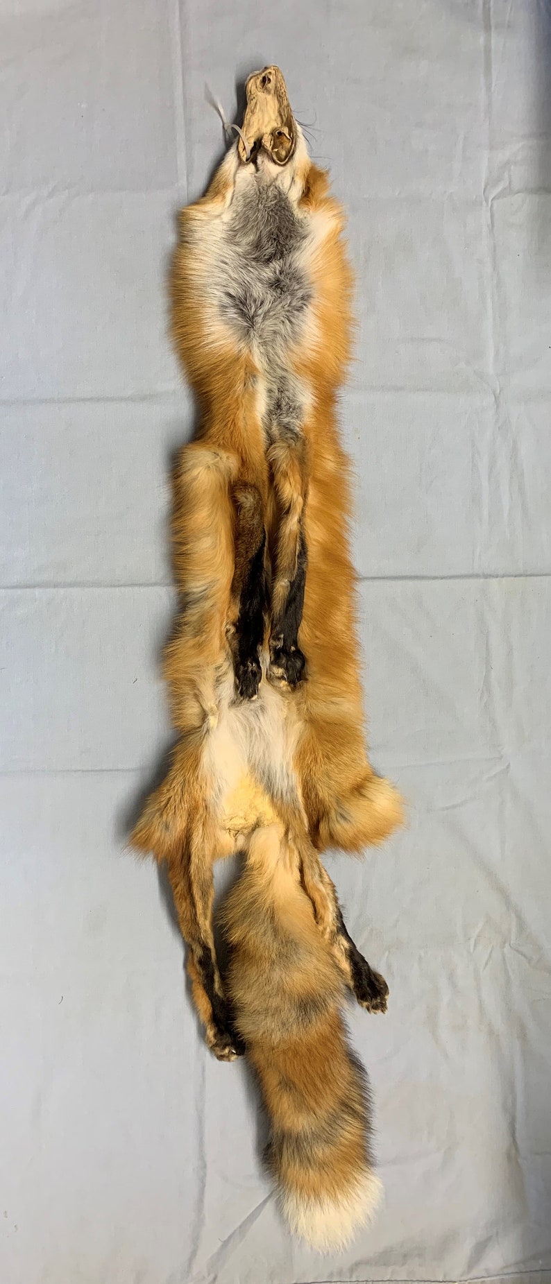 Wild Red Fox Pelt W/feet | Etsy