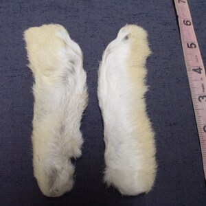 Snowshoe Rabbit Back Feet (2) for Fly Tying, Crafts, Decor, Etc. - Etsy