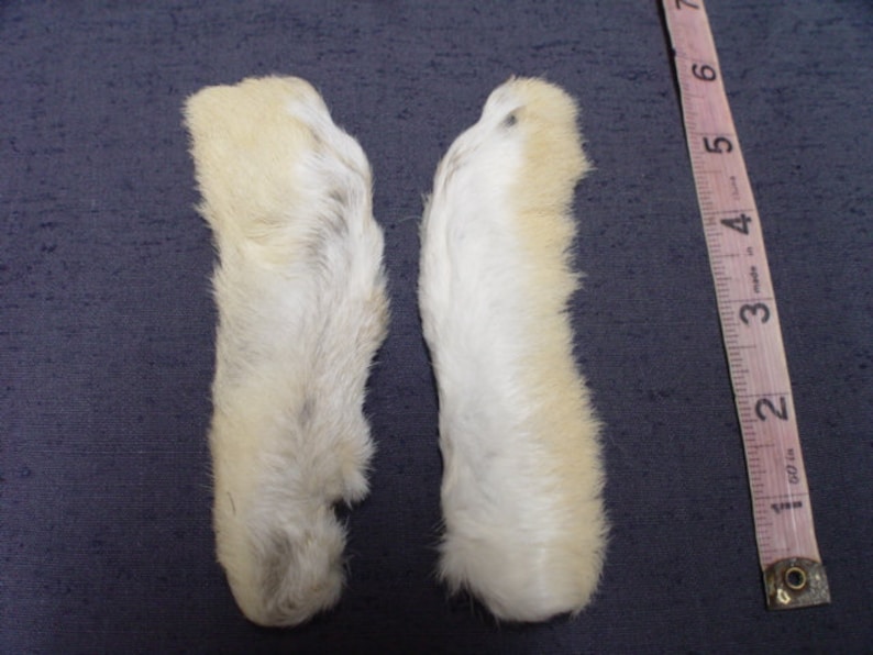 Snowshoe Rabbit Back Feet (2) for Fly Tying, Crafts, Decor, Etc. - Etsy