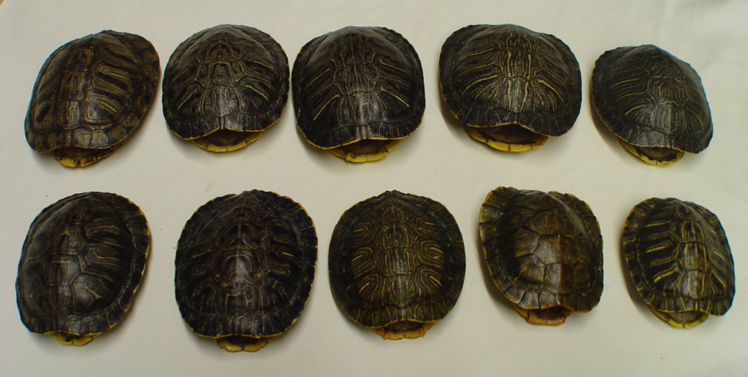 Red Eared Slider Turtle Shells 3 - 4 Inch CHOOSE Your QUANTITY #TU22 - Etsy