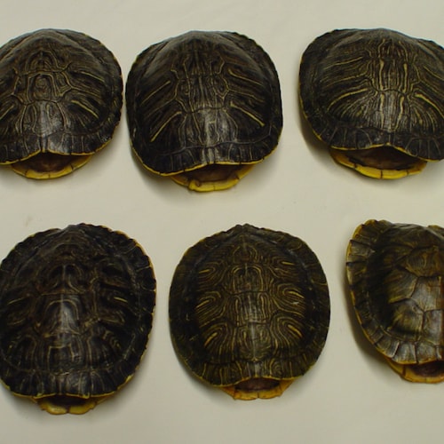 Red-eared Slider Turtle Shells - Etsy