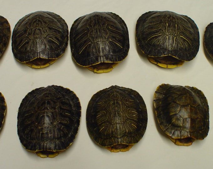 Red Eared Slider Turtle Shells 3 - 4 Inch CHOOSE Your QUANTITY #TU22 - Etsy