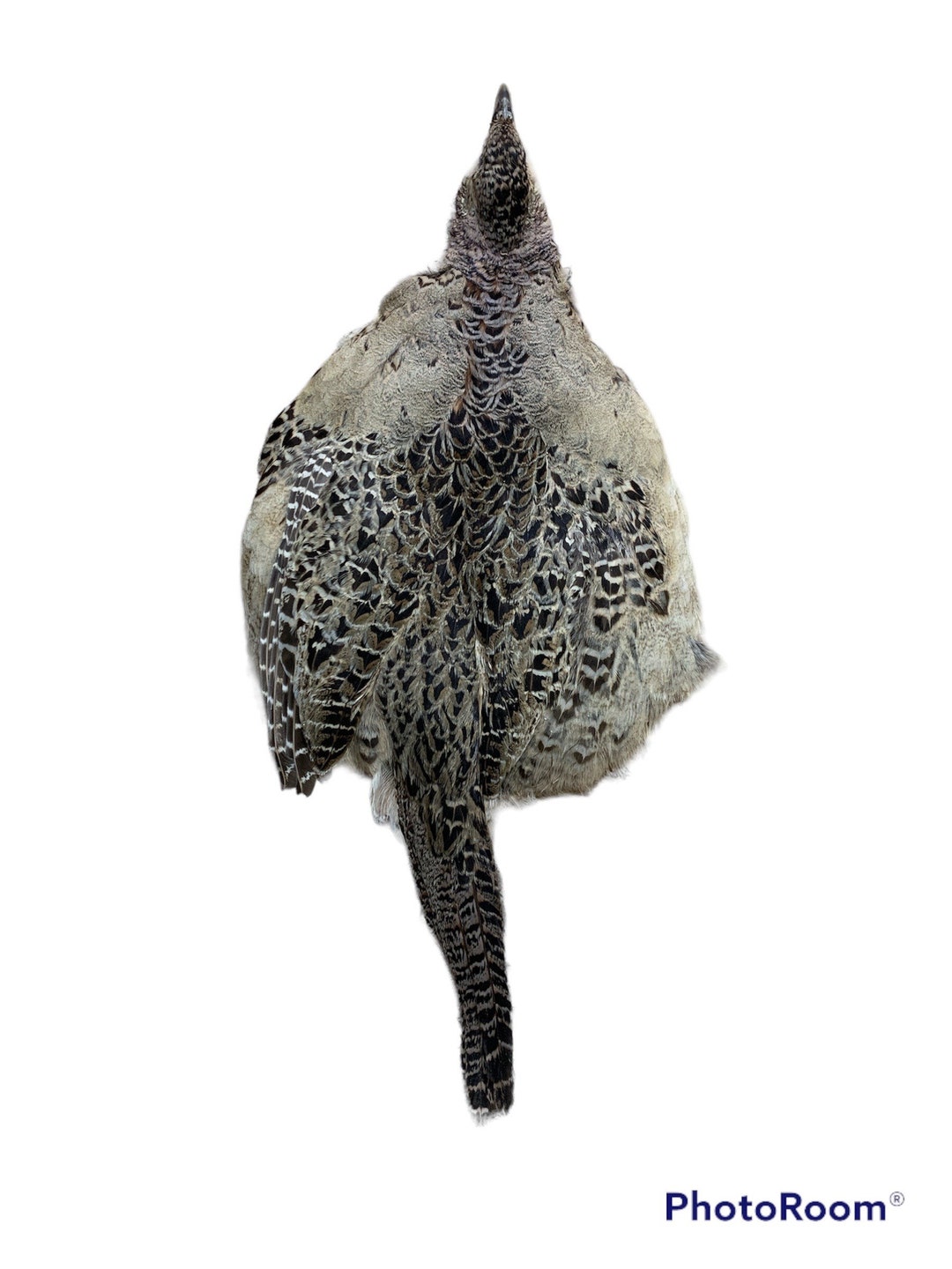 Hen Pheasant Skin's With Skull - Etsy