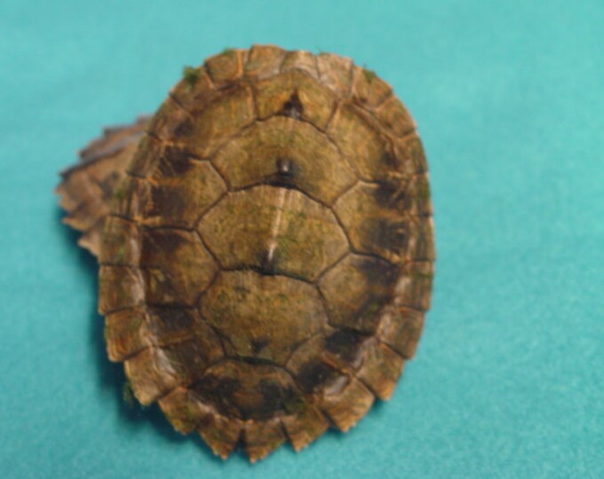 Baby Map Turtle Shells 2 3.5 Inch Sizes Available TU9 | Etsy