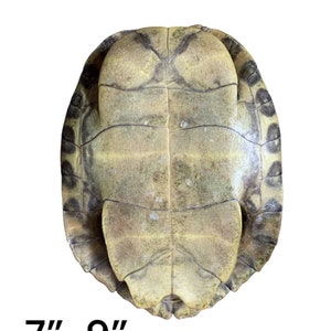 Natural River Cooter Turtle Shells (choose Your Size) - Etsy