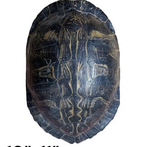 Natural River Cooter Turtle Shells (choose Your Size) - Etsy
