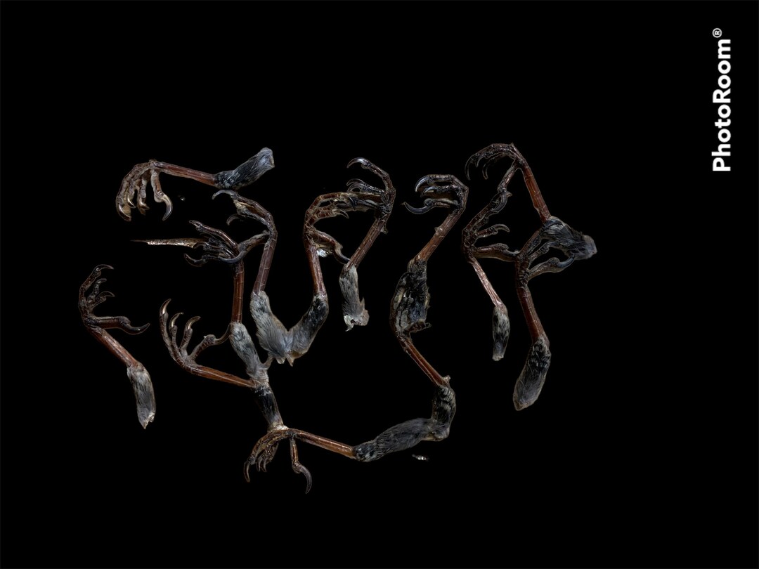 Starling Feet (choose Your Quantity) - Etsy