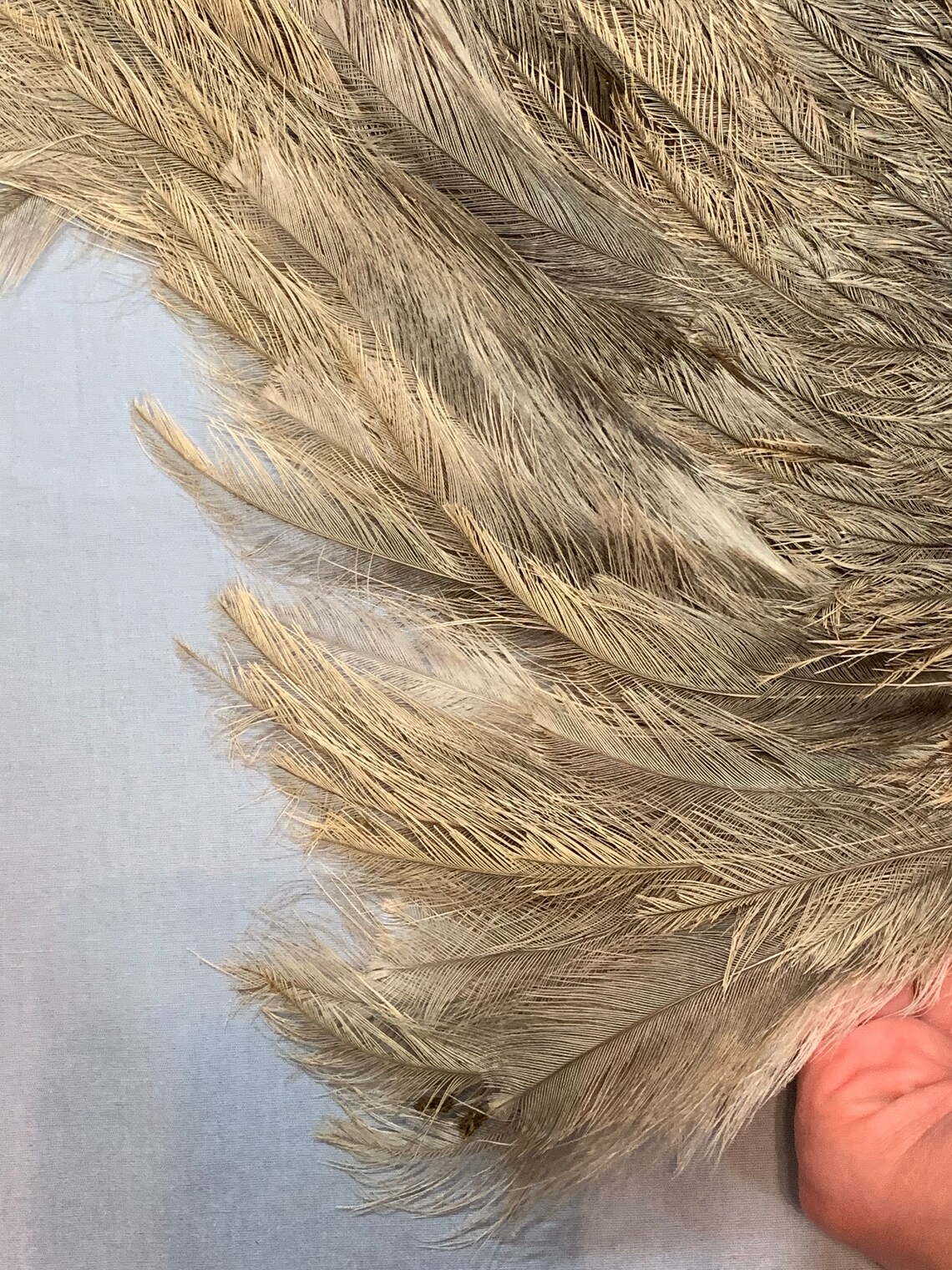 Rhea Wing Pairs Natural (RH2) - Etsy