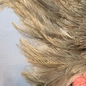 Rhea Wing Pairs Natural (RH2) - Etsy