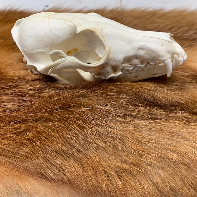 Fox Skull - Etsy