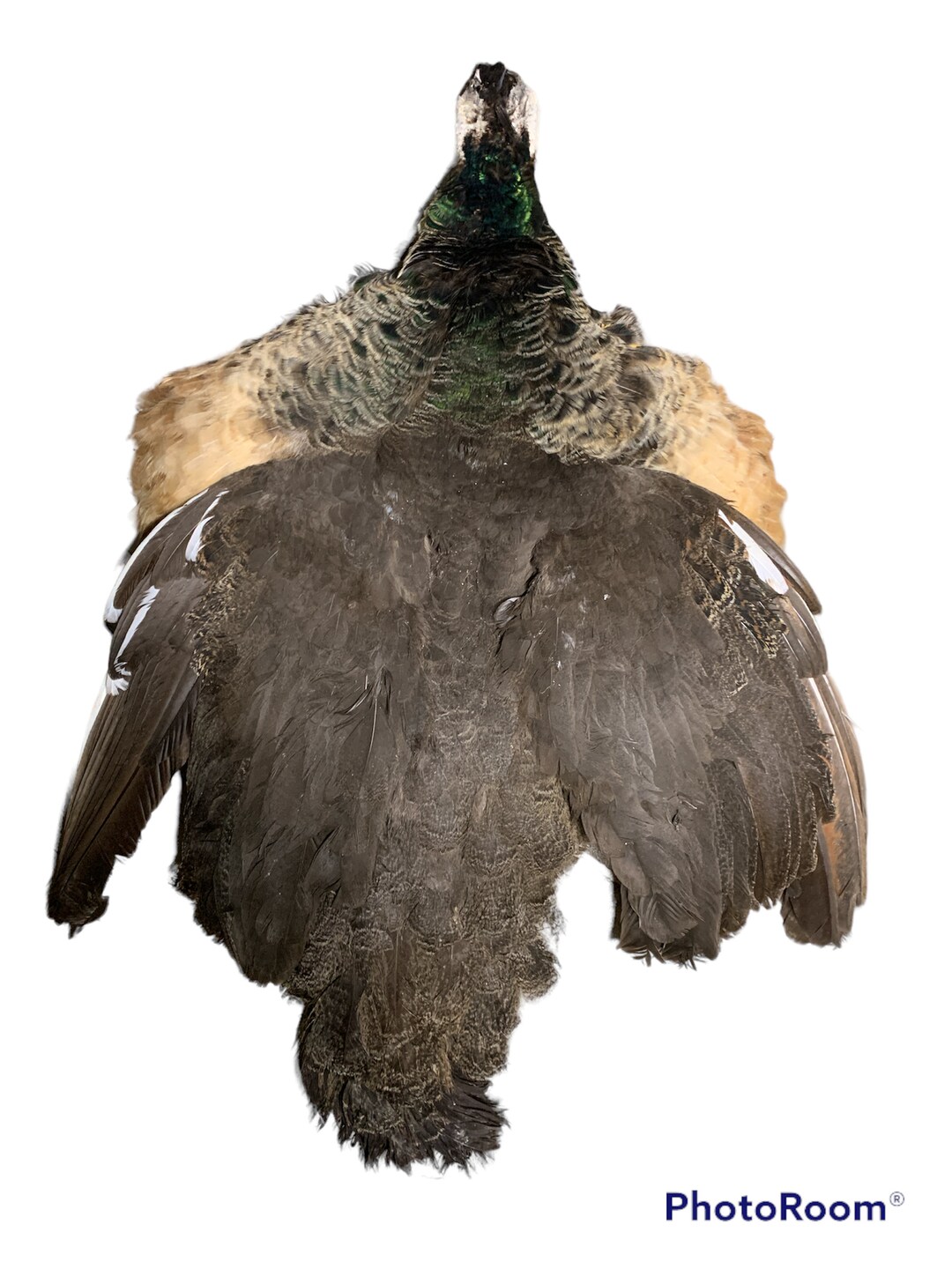 Indian Blue Pied Hen Peacock Skin (PE-77) - Etsy
