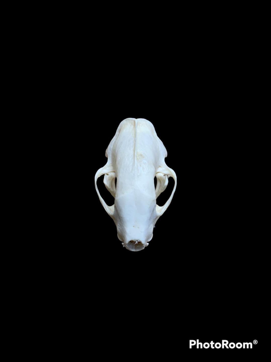 Skunk Skull #1 Bleached Real Authentic - Etsy