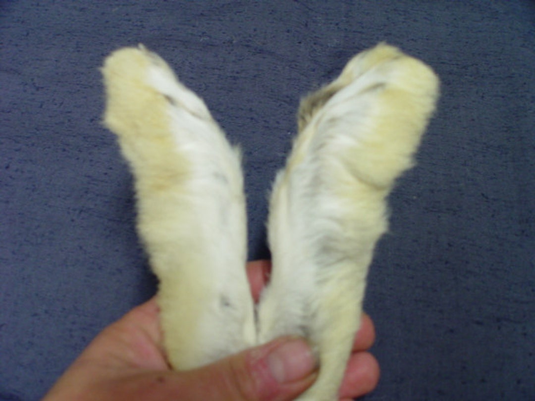 Snowshoe Rabbit Back Feet (2) for Fly Tying, Crafts, Decor, Etc. - Etsy