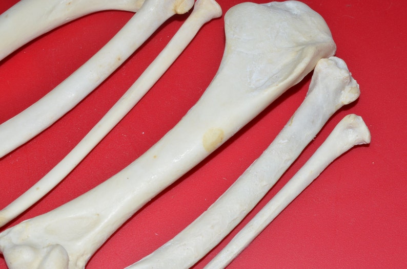 Turkey Wing Bones Includes HUMERUS, ULNA, RADIUS Wing Bone Bird Call ...