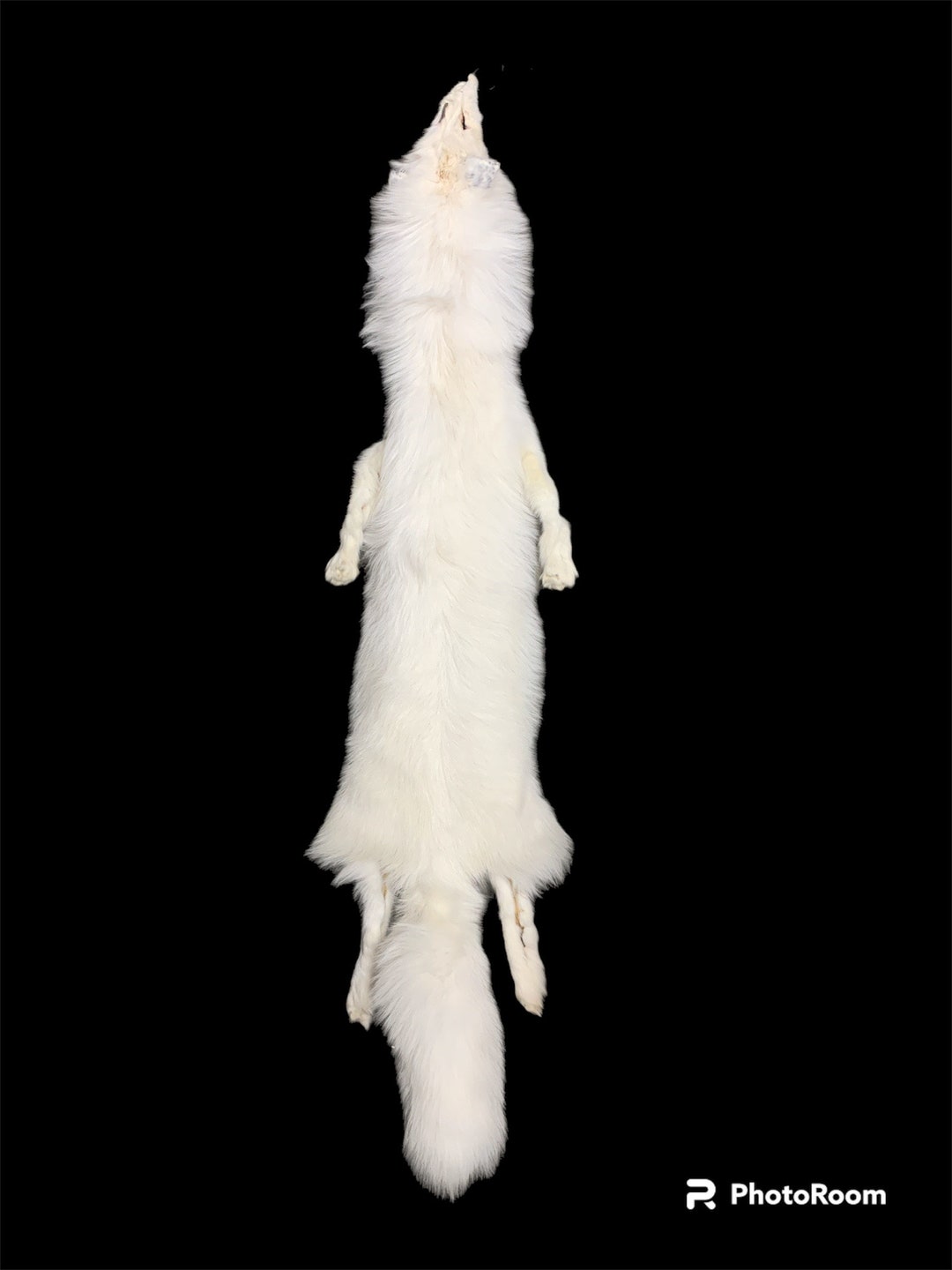 RARE White Ranch Fox W/feet Taxidermy ranchf-10 NEW - Etsy