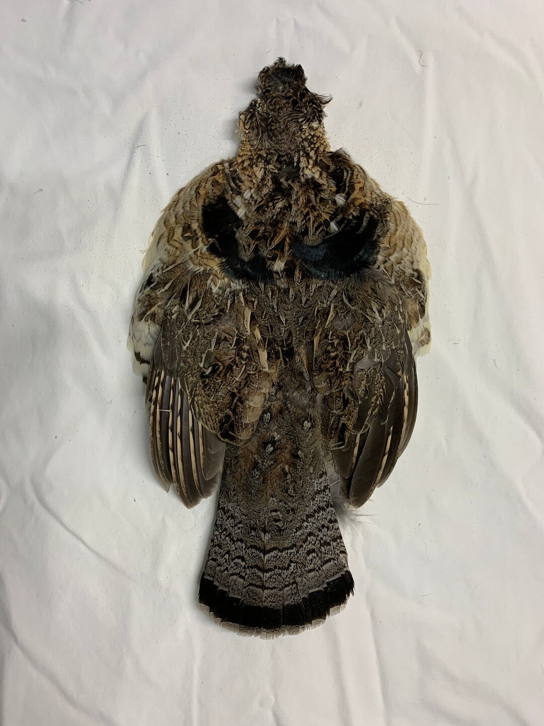 Ruff Grouse Skin for Fly Tying Grey Phase Select #1 RG3 - Etsy