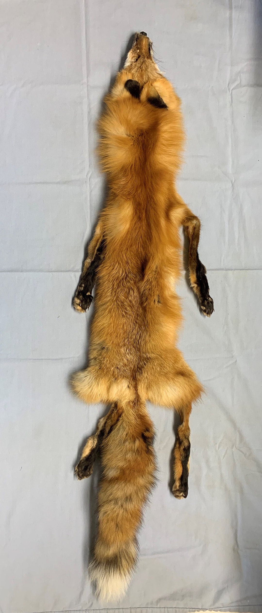 Wild Red Fox Pelt W/feet - Etsy