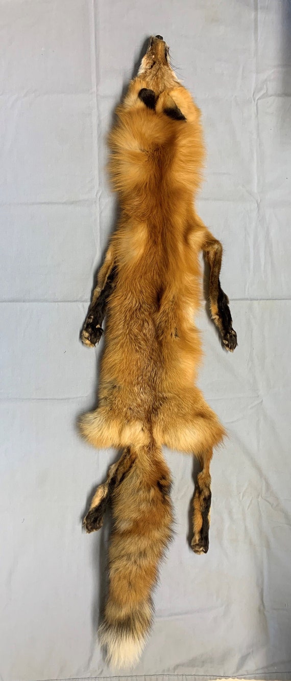 Wild Red Fox Pelt W/feet | Etsy