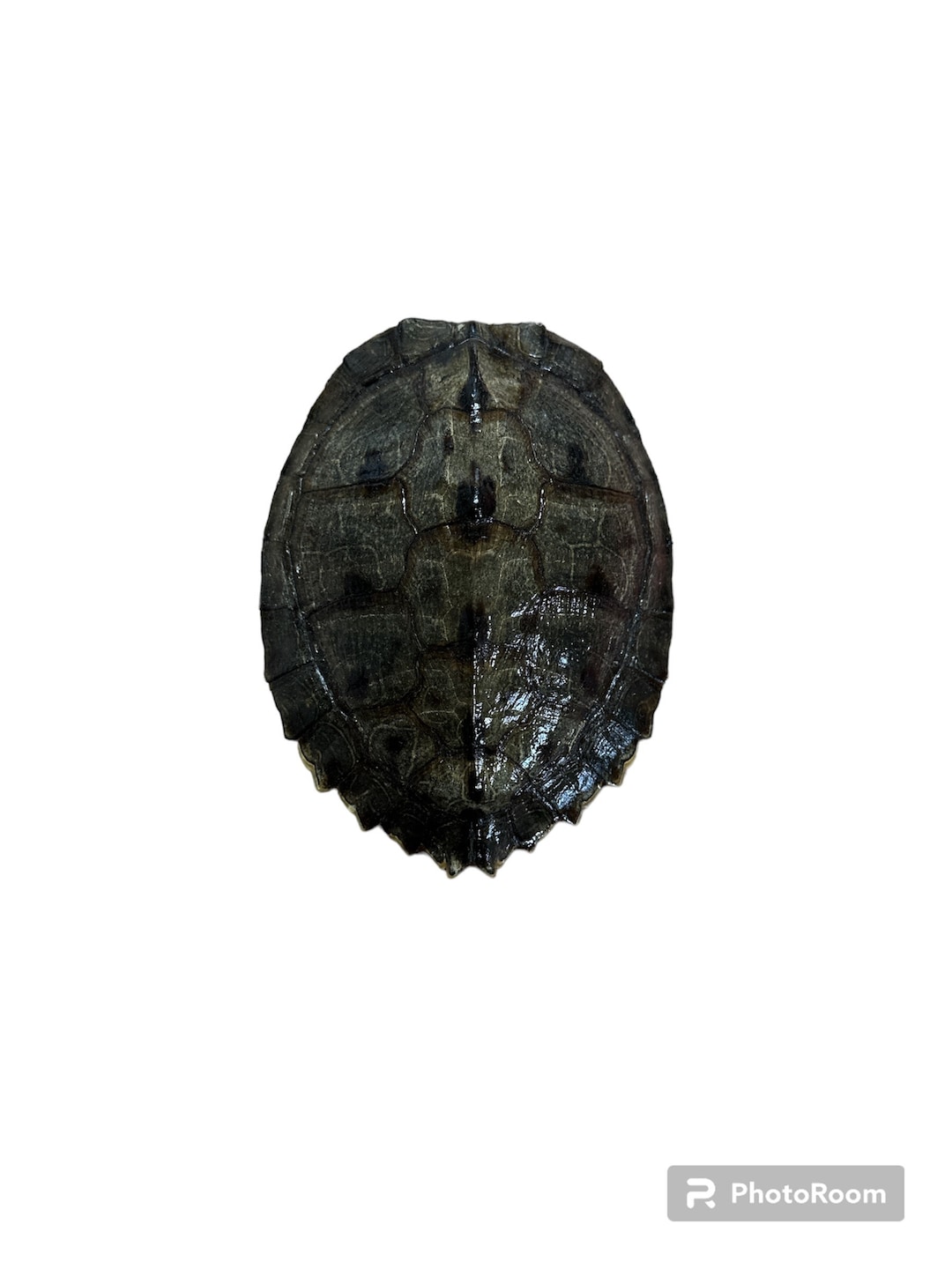 MAP Turtle Shells 3-4 Inch Coated - Etsy