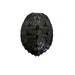 Small Natural Red Eared Slider Turtle Shells 4 5 1/2 Inch CHOOSE Your ...