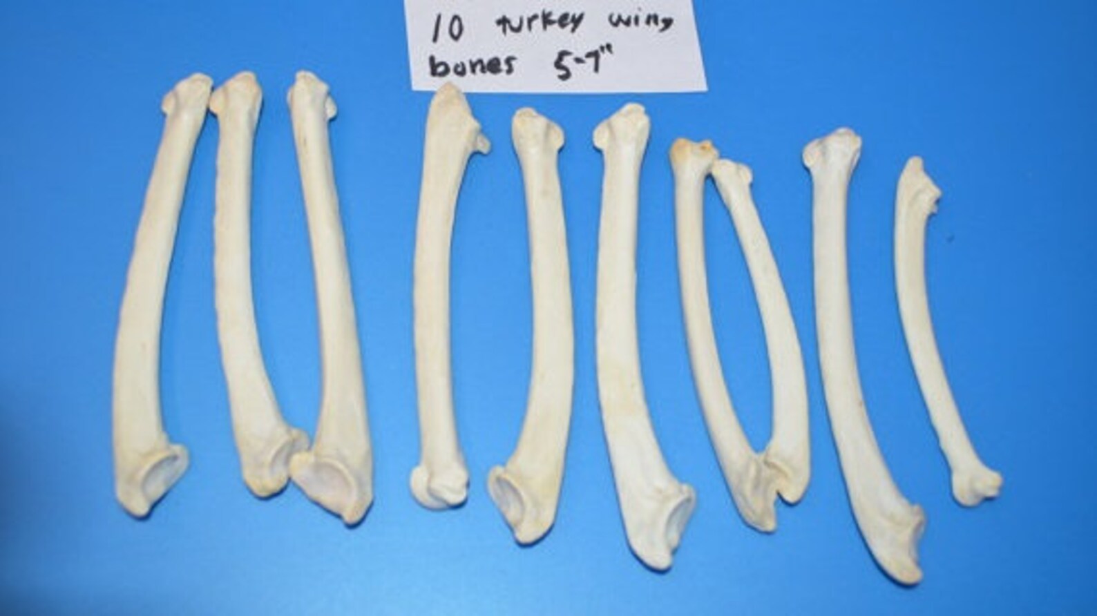 X10 Turkey ulna Wing Bones 5-7 Arts Crafts Wing Bone | Etsy