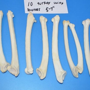 X10 Turkey ulna Wing Bones 5-7 Arts Crafts Wing Bone Calls 304 - Etsy