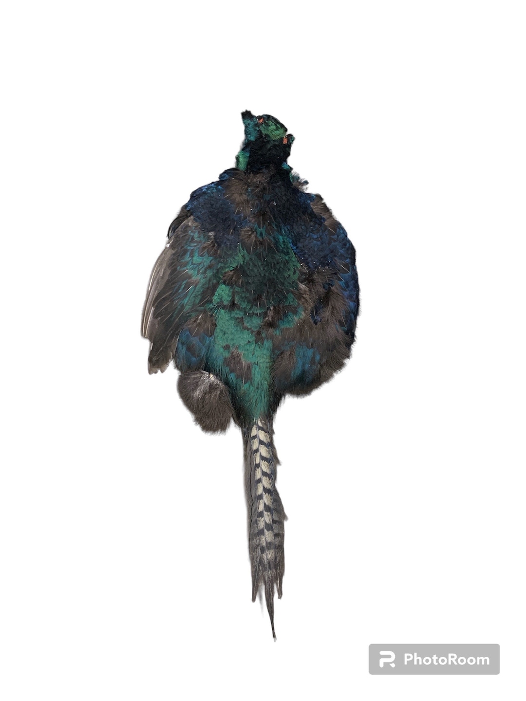 Melanistic Mutant Ringneck Pheasant Skin Damage - Etsy