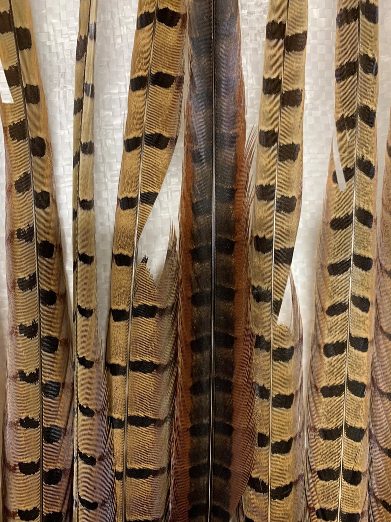 50 Ringneck Pheasant Rooster Center Tail Feathers - Etsy