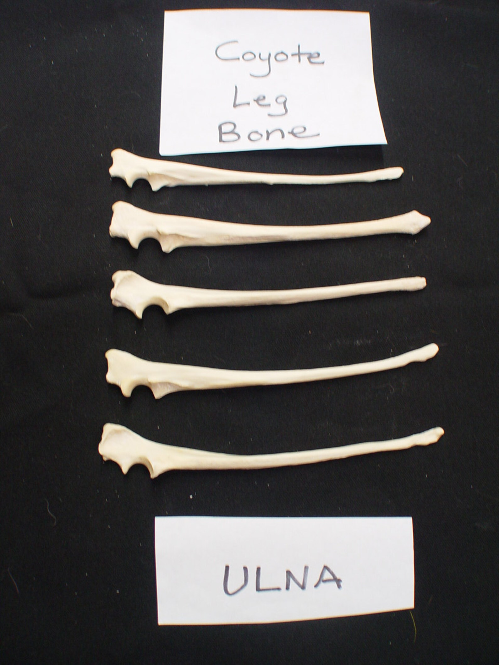 2 Coyote Leg Bone 1 Ulna and 1 Radius BN-701 | Etsy