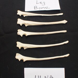 2 Coyote Leg Bone- 1 Ulna and 1 Radius BN-701 - Etsy