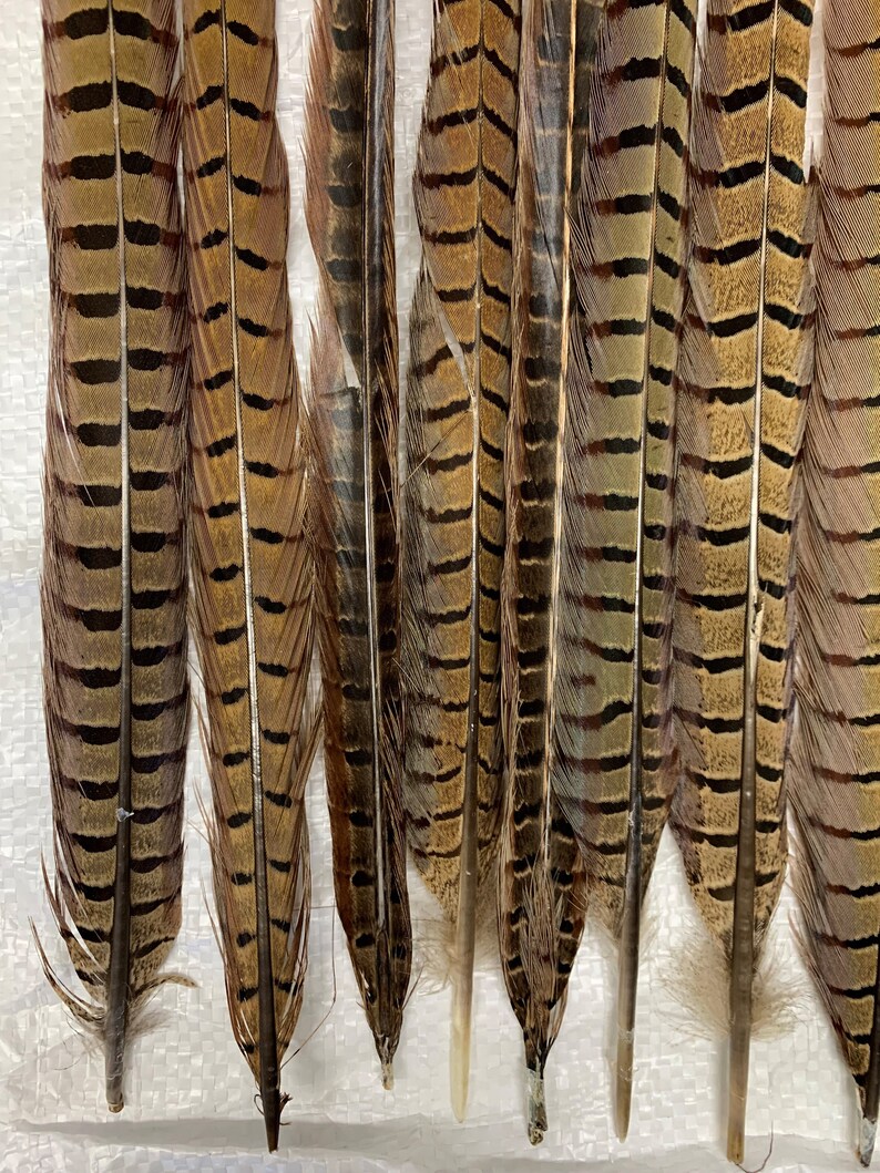 50 Ringneck Pheasant Rooster Center Tail Feathers - Etsy