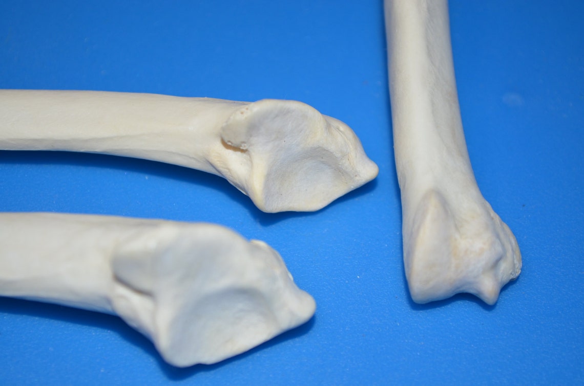 X10 Turkey ulna Wing Bones 5-7 Arts Crafts Wing Bone | Etsy