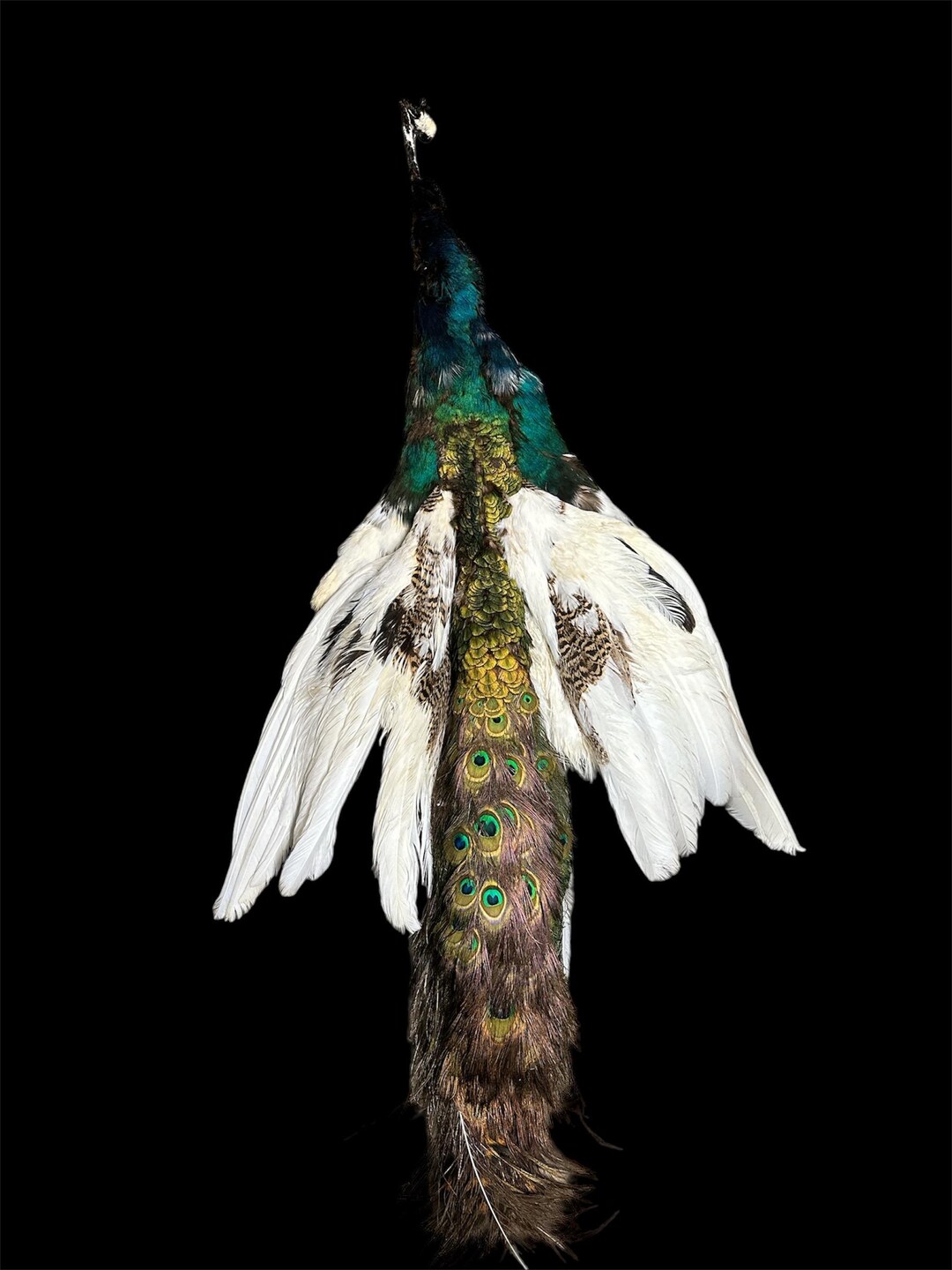 Pied Indian Blue Peacock Skin Young Male - Etsy