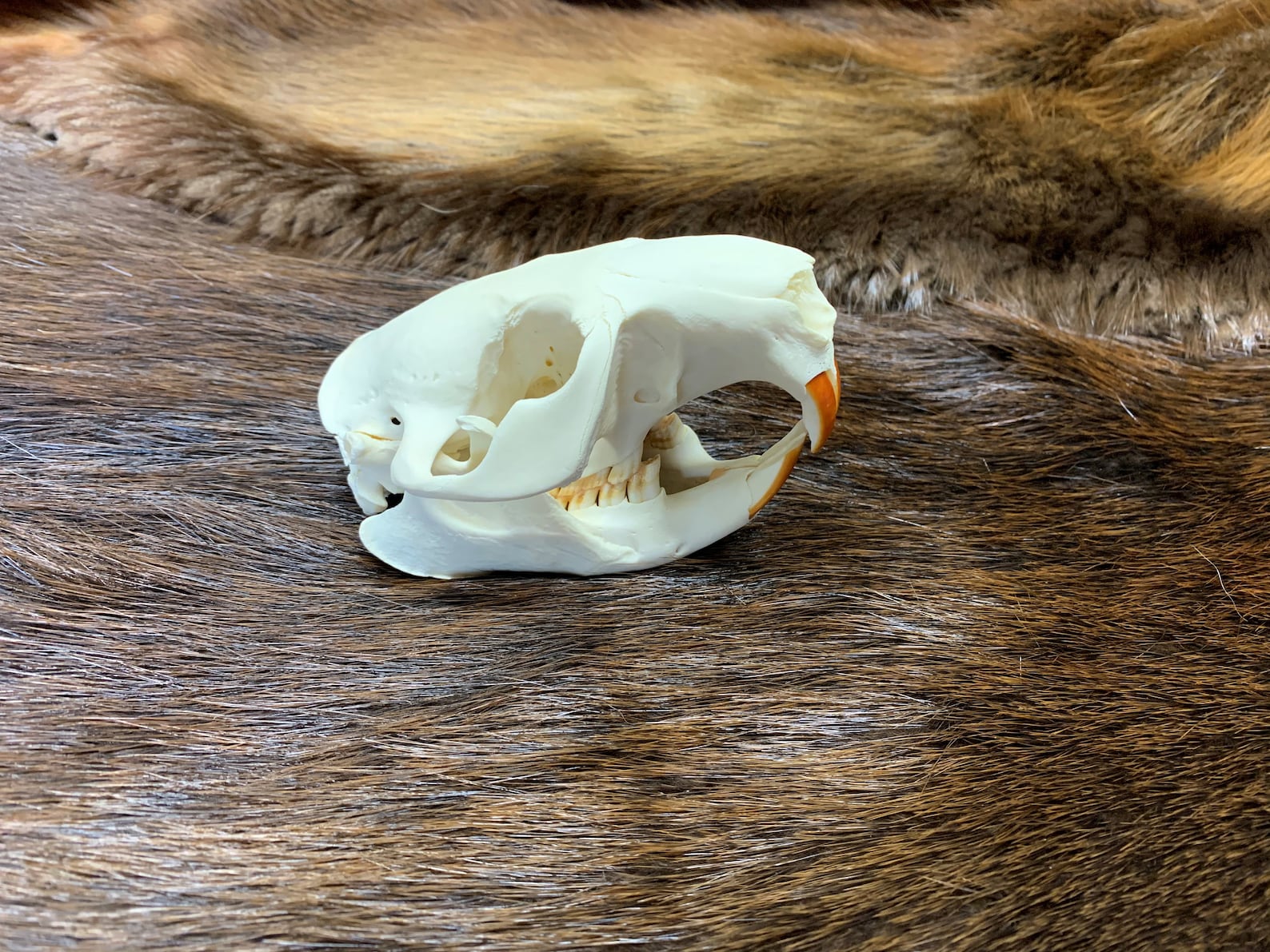 BEAVER SKULL #1 XLG 4"-5" - Etsy