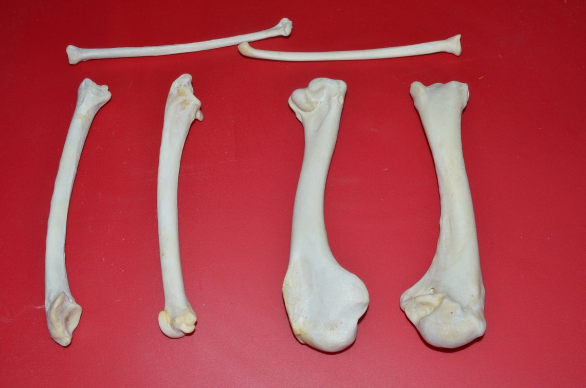 Turkey Wing Bones Includes HUMERUS, ULNA, RADIUS Wing Bone Bird Call ...