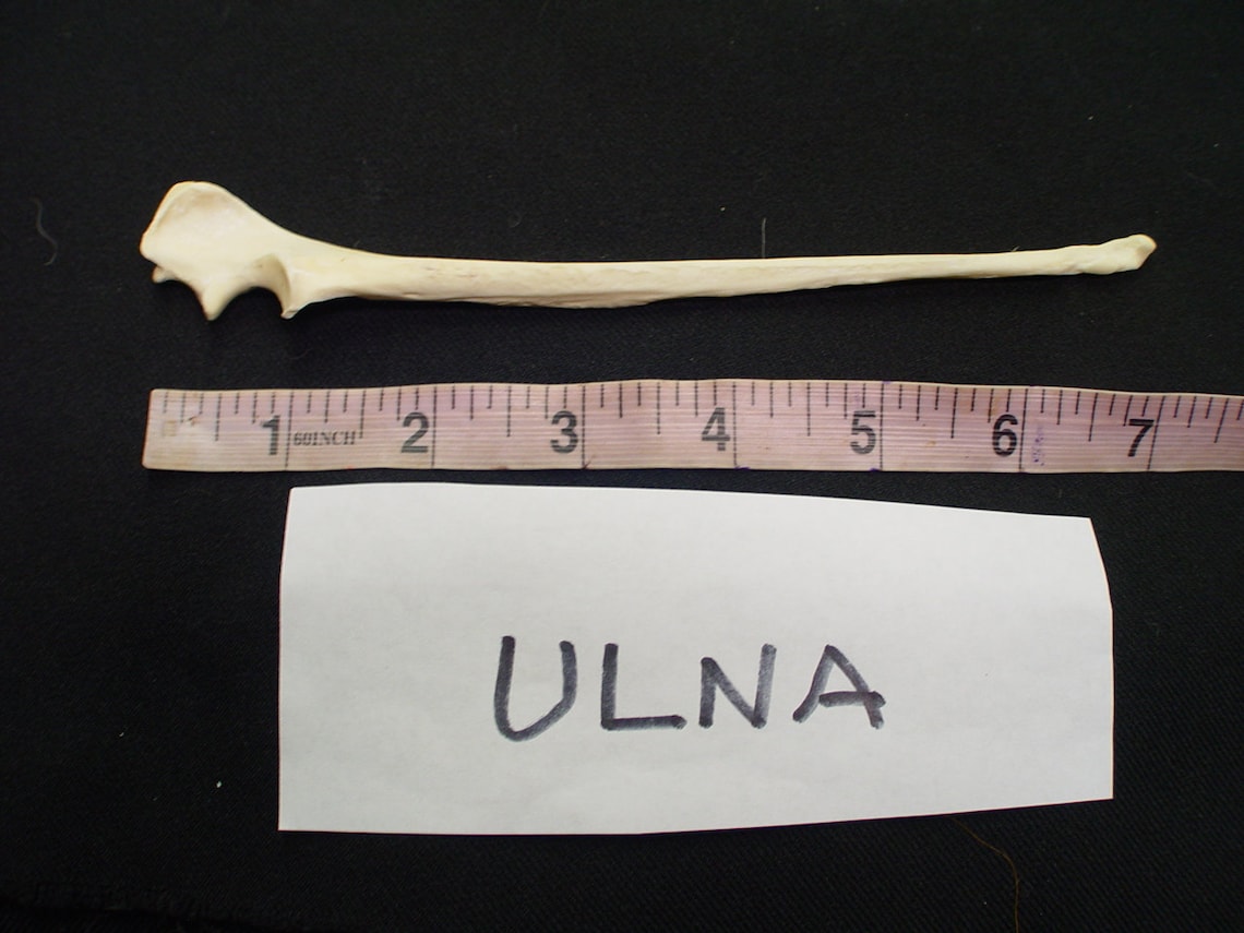 2 Coyote Leg Bone 1 Ulna and 1 Radius BN-701 | Etsy