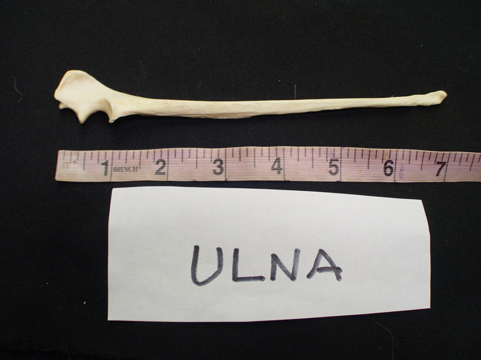 2 Coyote Leg Bone 1 Ulna and 1 Radius BN-701 | Etsy