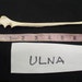 2 Coyote Leg Bone 1 Ulna and 1 Radius BN-701 - Etsy